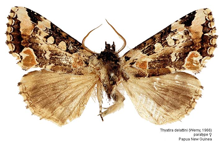 Papua Insects Foundation (Lepidoptera/Drepanidae/Thyatirinae: thumbnails)